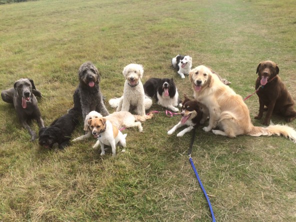 Buying a Dog – Professional doggy day care & pet care services